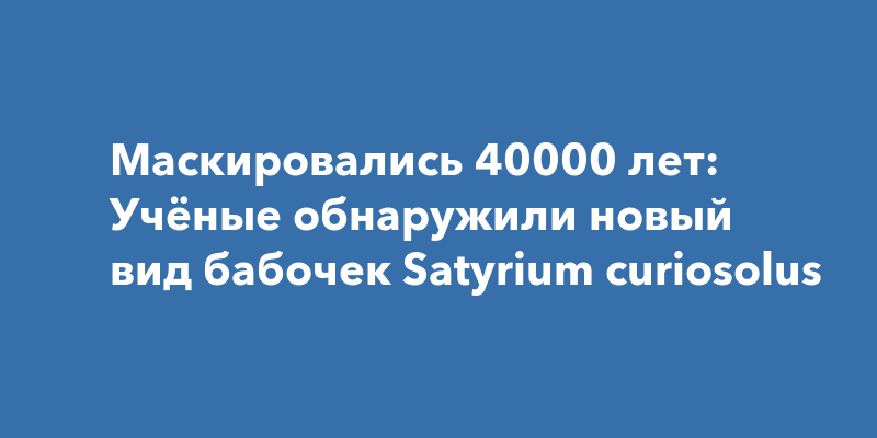 Маскировались 40000 лет: Учёные обнаружили новый вид бабочек Satyrium ...
